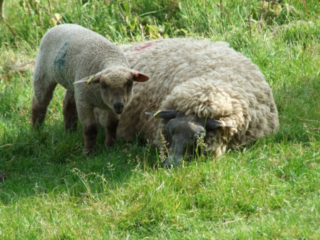 Mit_den_Tieren_reden